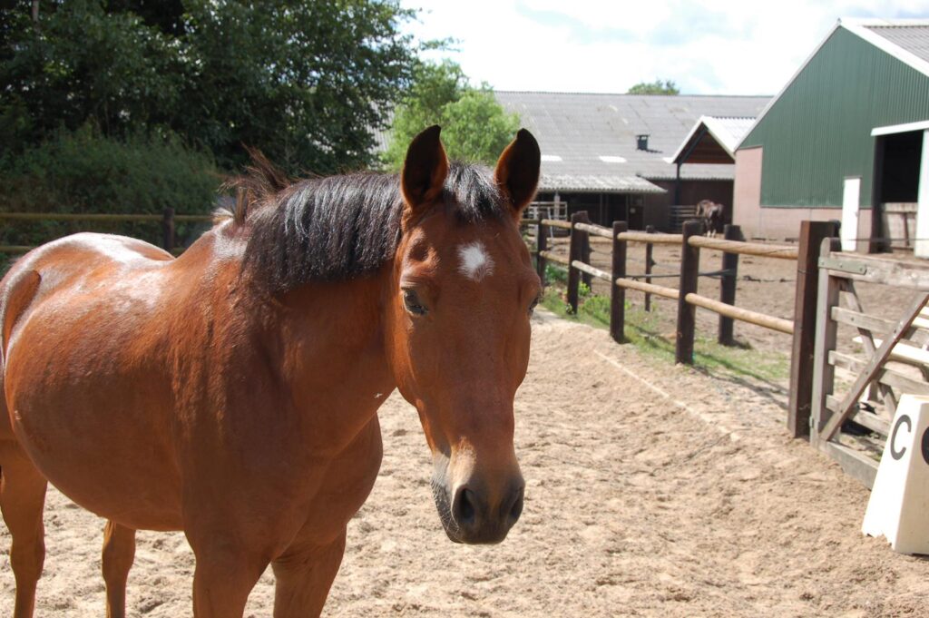 Foto’s pony’s en paarden | Manege Hooidonk