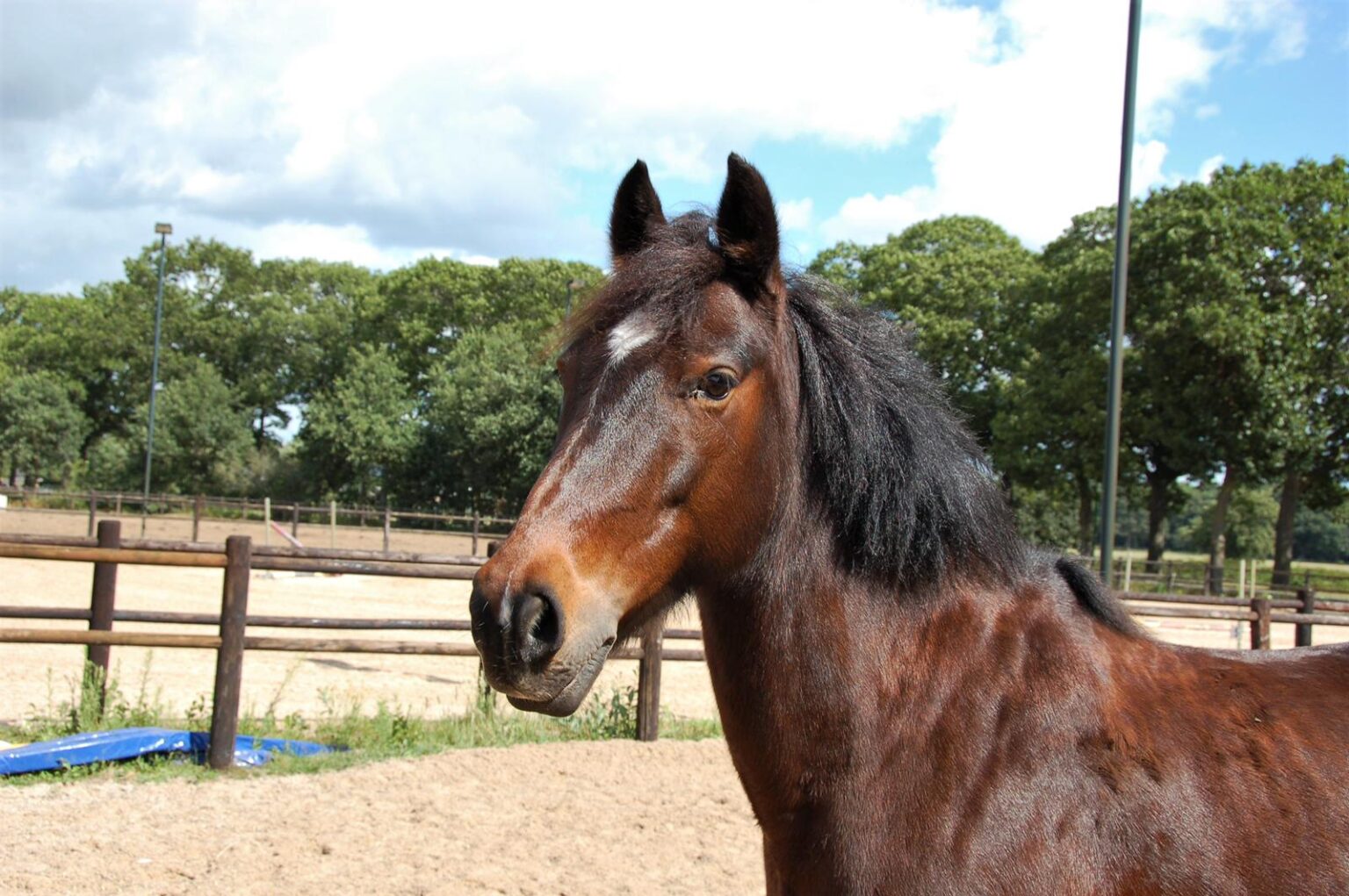Foto’s pony’s en paarden | Manege Hooidonk