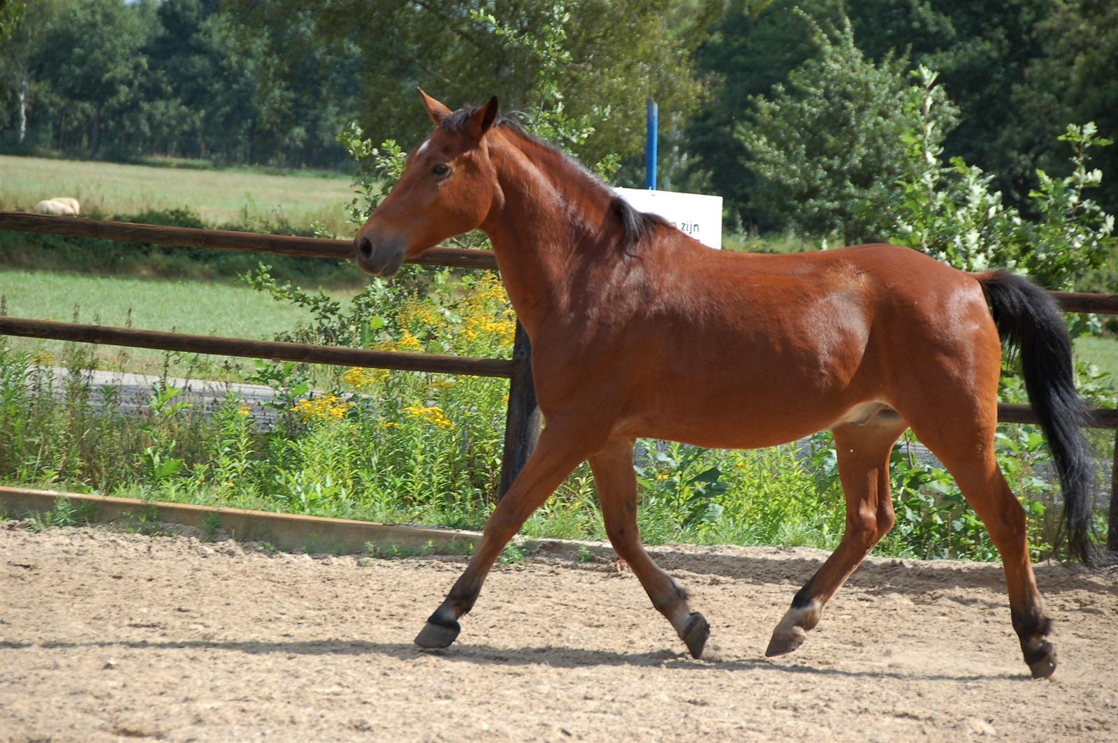 Foto’s pony’s en paarden | Manege Hooidonk
