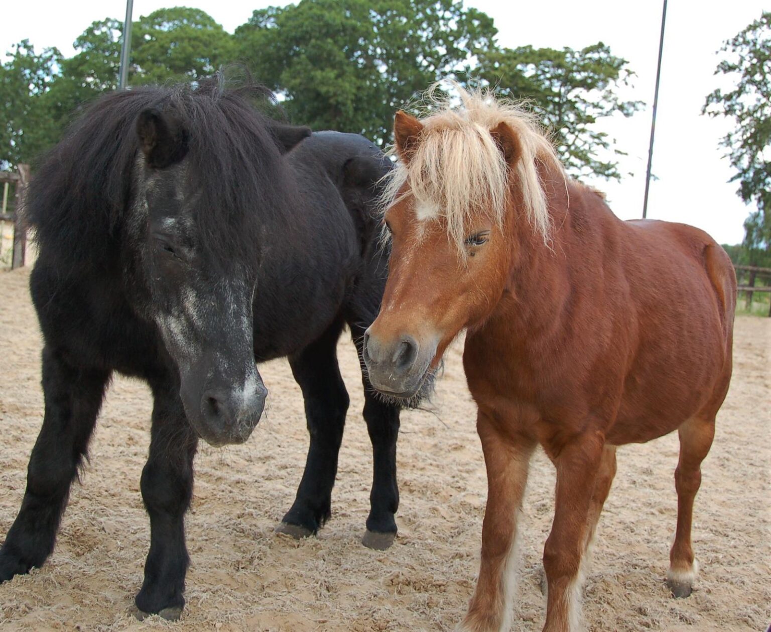 Foto’s pony’s en paarden | Manege Hooidonk