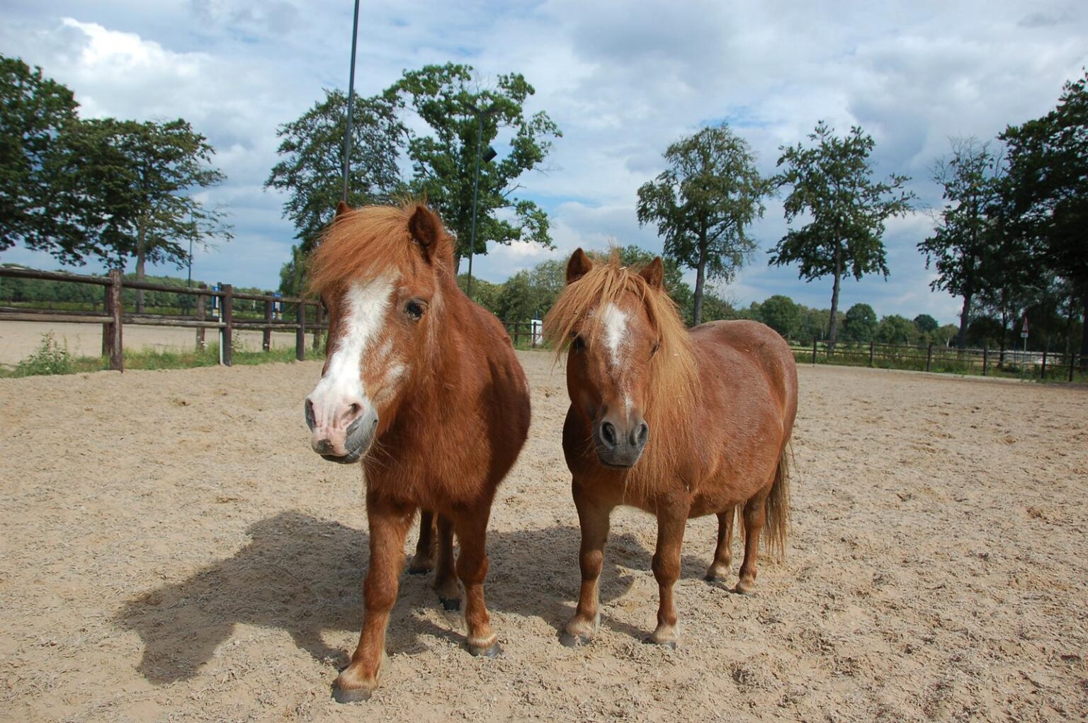 Foto’s pony’s en paarden | Manege Hooidonk